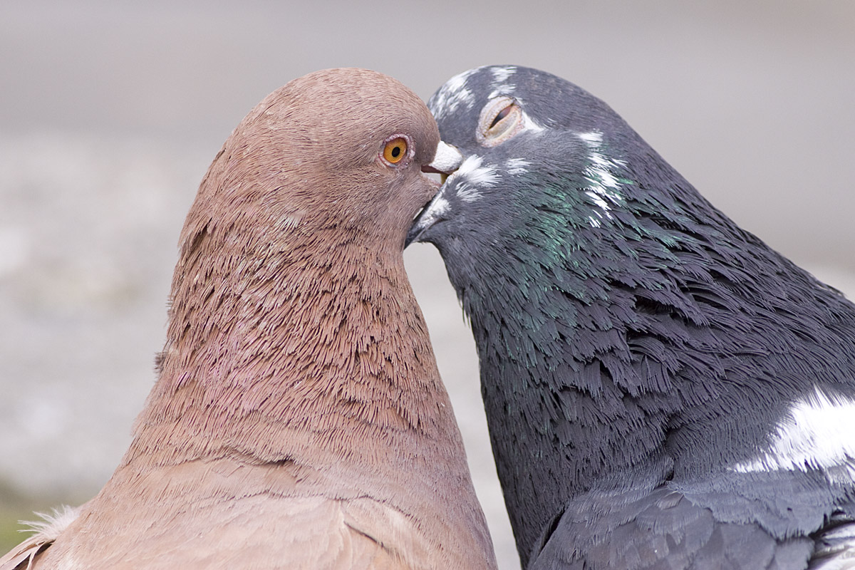 Ann Brokelman Photography: Pigeons Mating at Bluffers Park