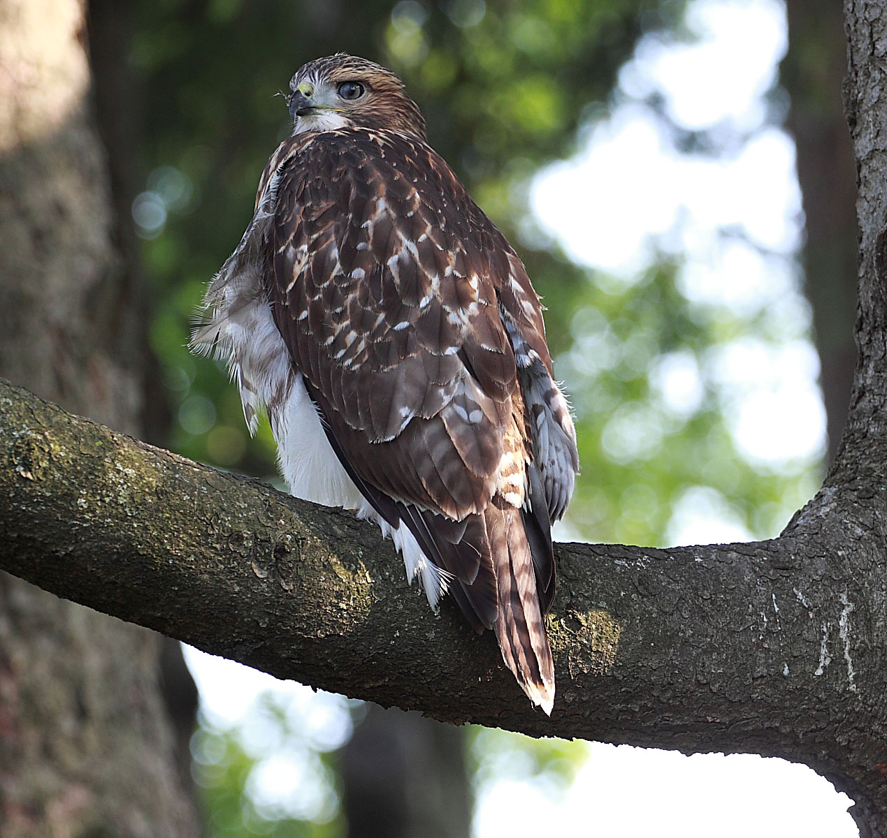 Red-Tailed Hawk Nest 2009-2017: One beautiful fledged Red Tailed Hawk
