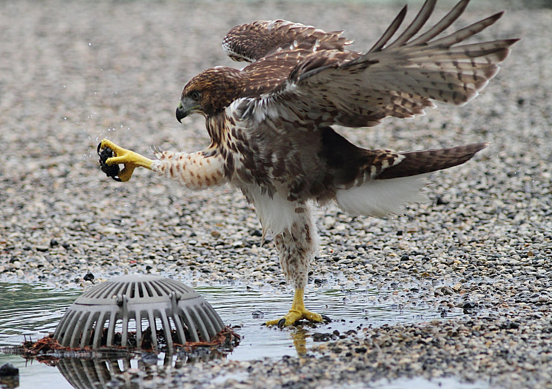 Red-Tailed Hawk Nest 2009-2017: Practicing to catch mice - Pretty Darn ...