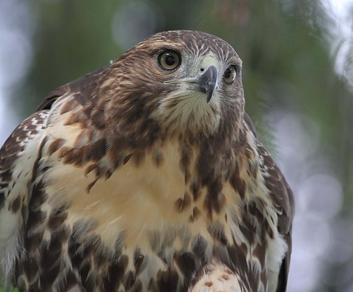 Red-Tailed Hawk Nest 2009-2017: Close to the SCC today - Red-Tailed ...