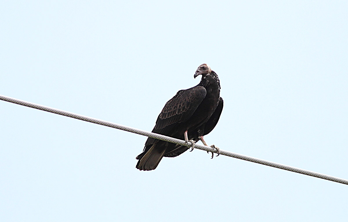 Ann Brokelman Photography: Juvenile Turkey Vulture - gray/black face ...