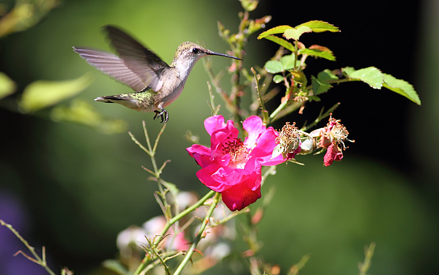 Ann Brokelman Photography: Ruby Throated Hummingbirds at a Rose August ...