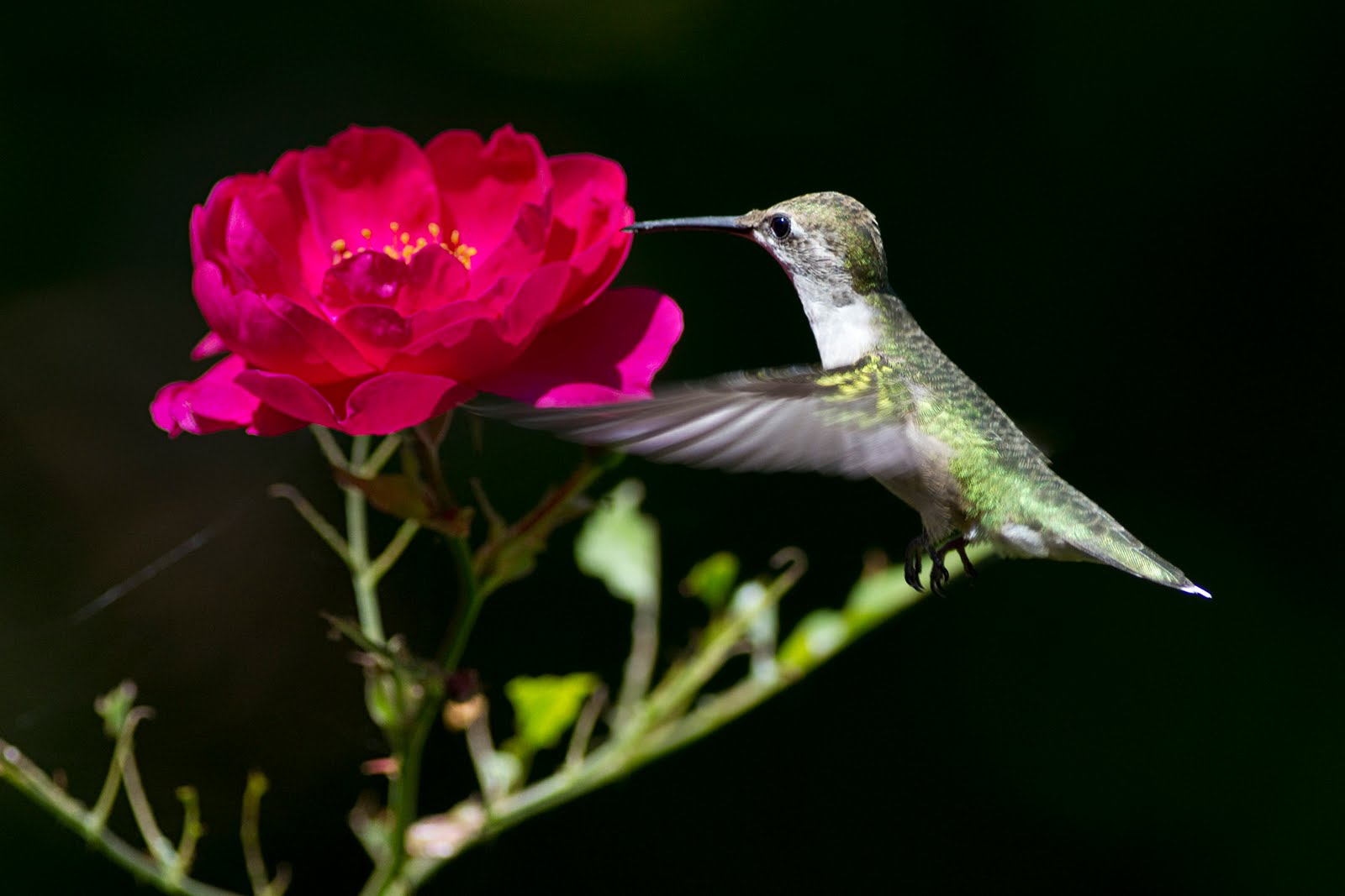 Ann Brokelman Photography: Ruby Throated Hummingbirds at a Rose August ...