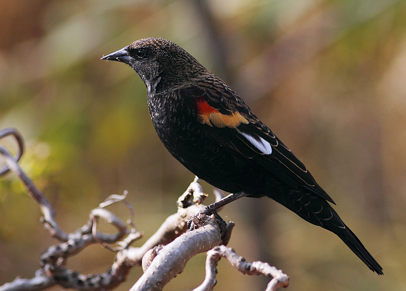 Ann Brokelman Photography: Rusty Blackbird, White Feather on a Red Wing ...