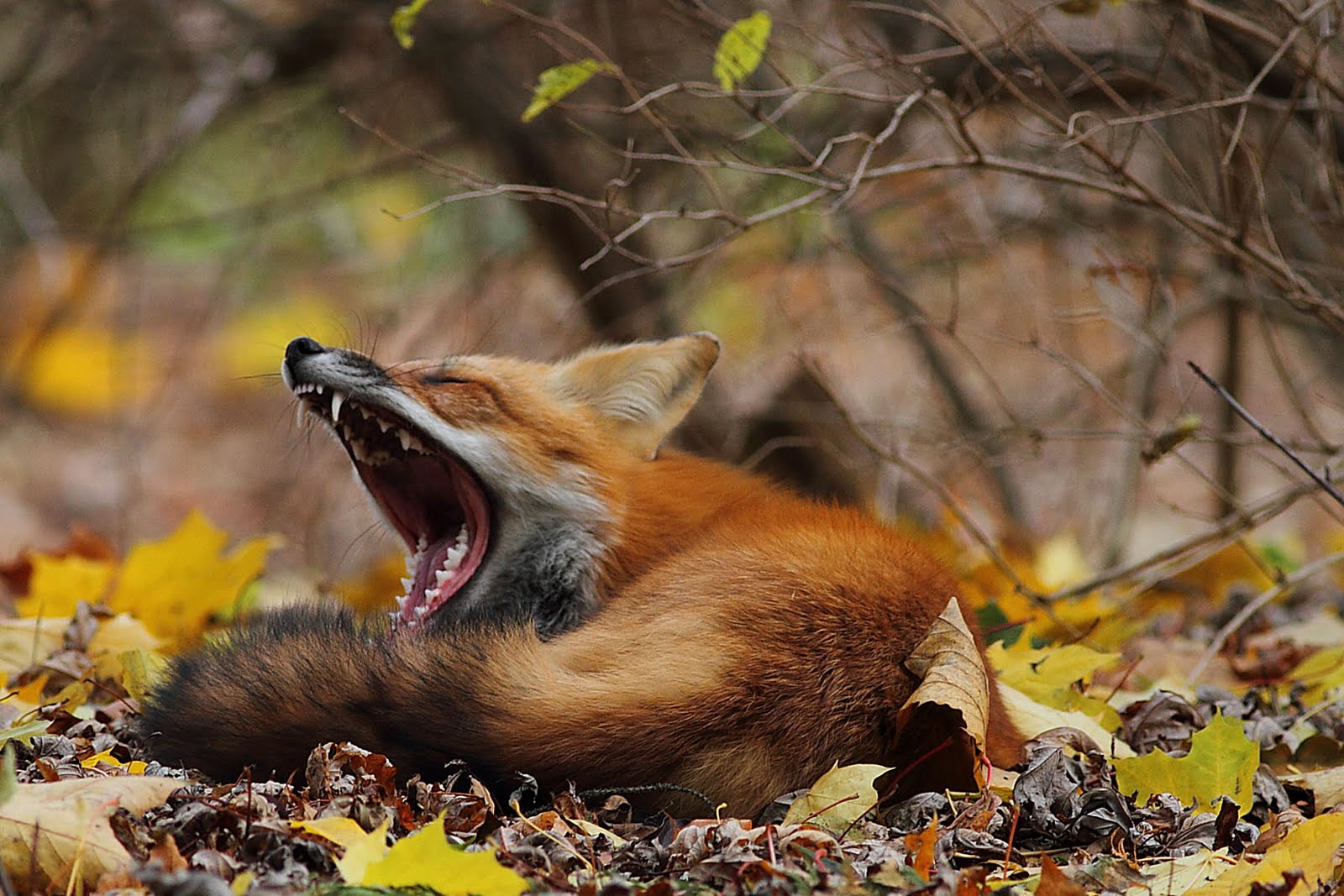 Ann Brokelman Photography: Male Fox having an afternoon sleep in the ...