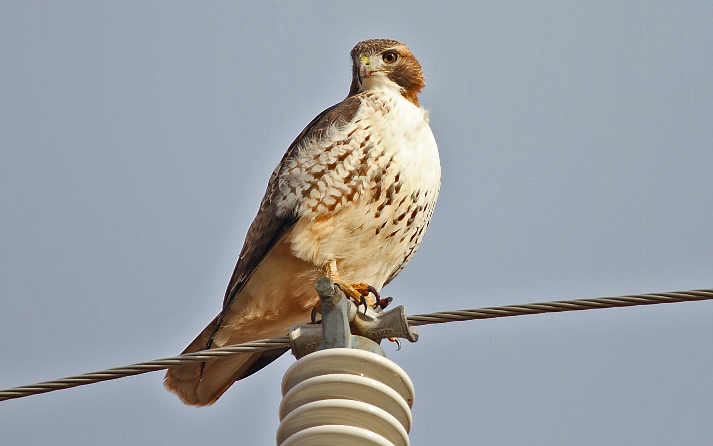 Ann Brokelman Photography: Hawks Hawks everywhere - total of 35 of them