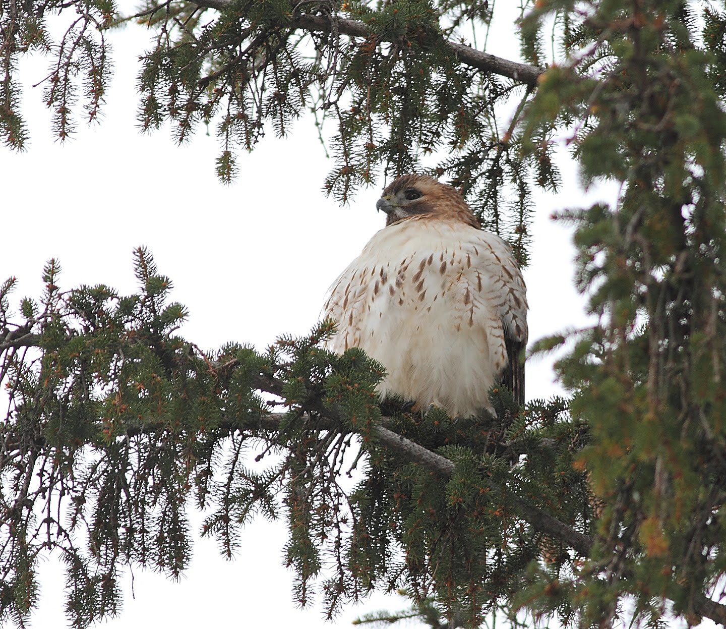 Red-Tailed Hawk Nest 2009-2017: Adult Red-Tailed Hawks sitting at nest ...