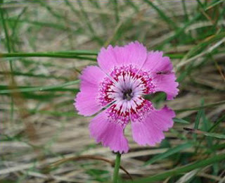 Călătorului îi şade bine cu drumul...: Garofita Pietrei Craiului