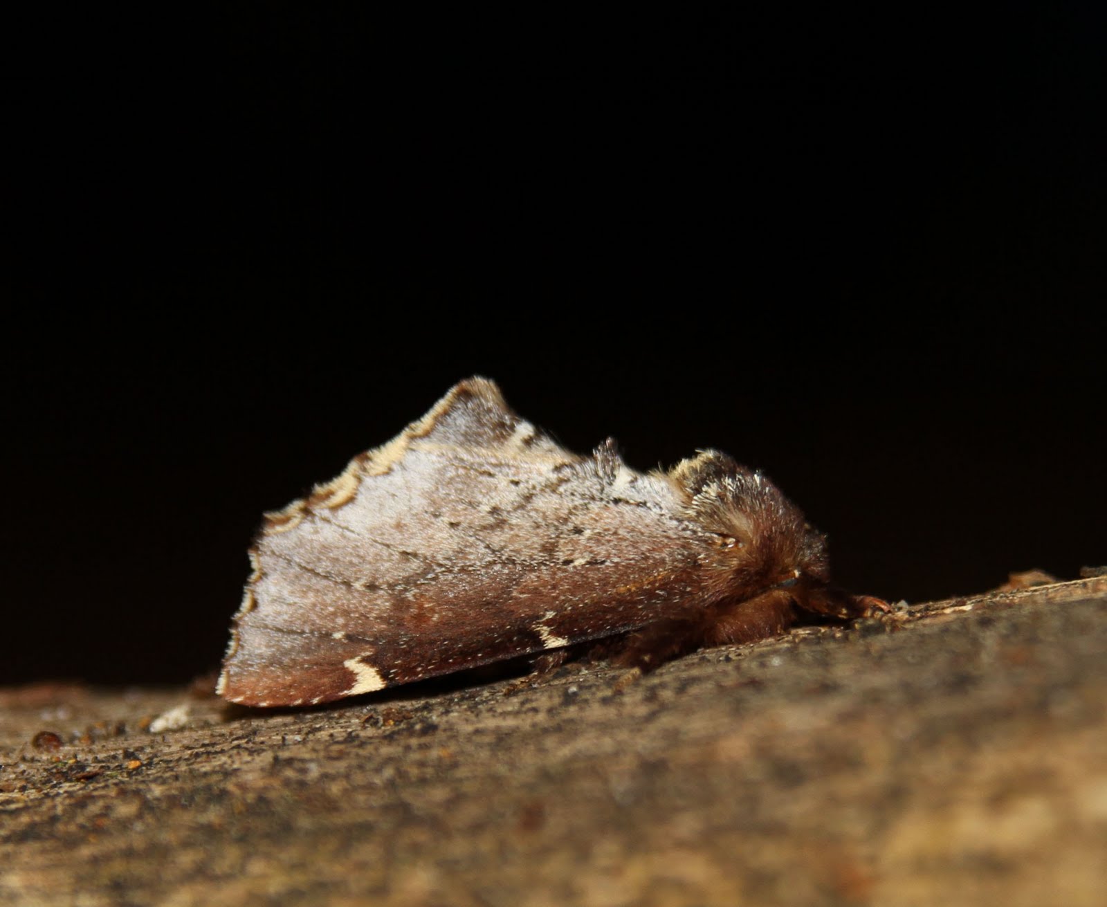 Dan's Mothing Blog: Coopers Hill Beds moths field night