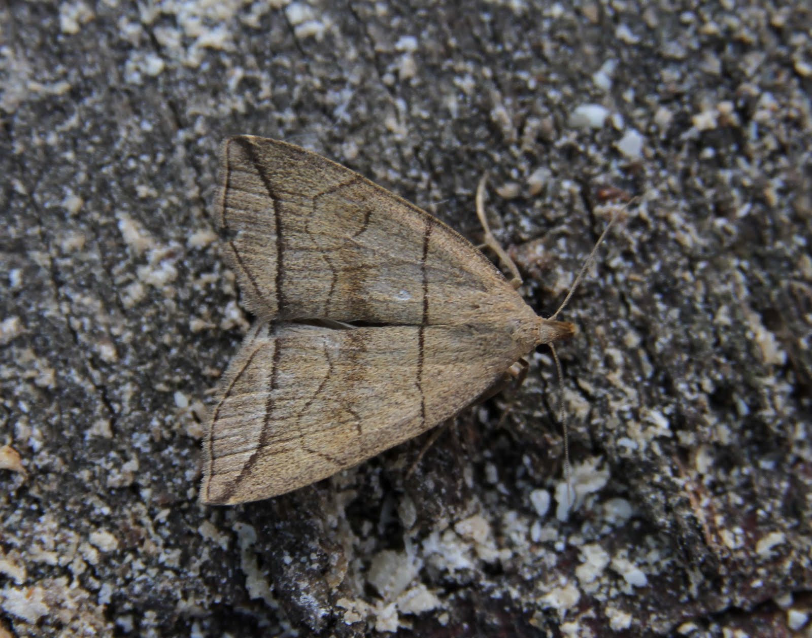 Dan's Mothing Blog: Garden moths