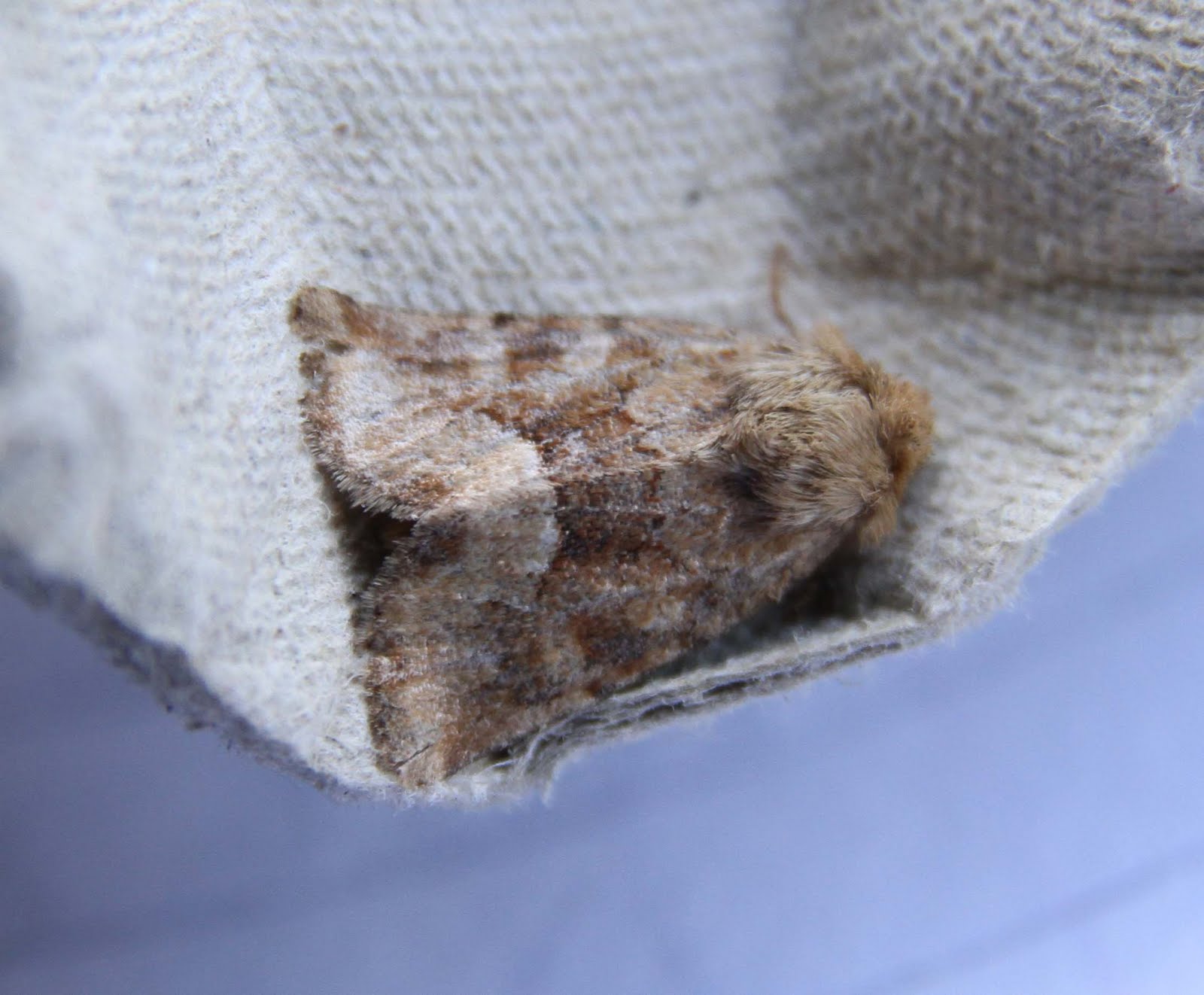 Dan's Mothing Blog: Garden moths