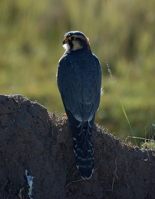 Birds in Peru: Aplomado Falcon, Moho 02.04.09