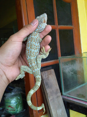 Cicak Tokek ialah Gecko