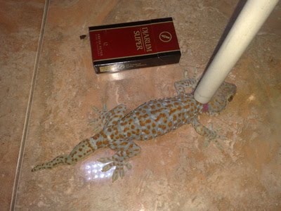 Cicak Tokek ialah Gecko