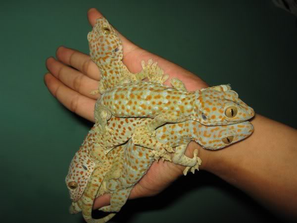 Cicak Tokek ialah Gecko