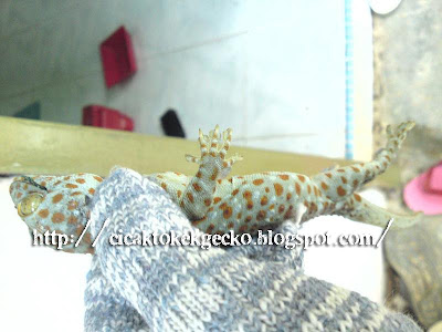 Cicak Tokek ialah Gecko