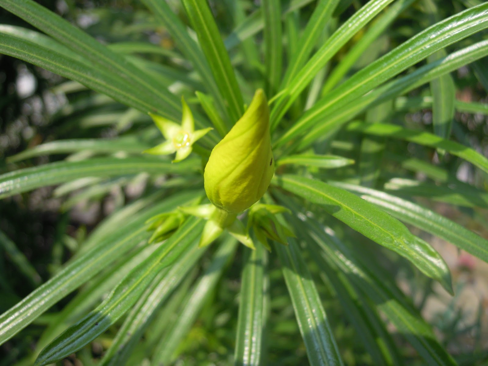 A n k a p h o t o g r a p h y: Lucky Nut ( Kolke) Flower's Bud