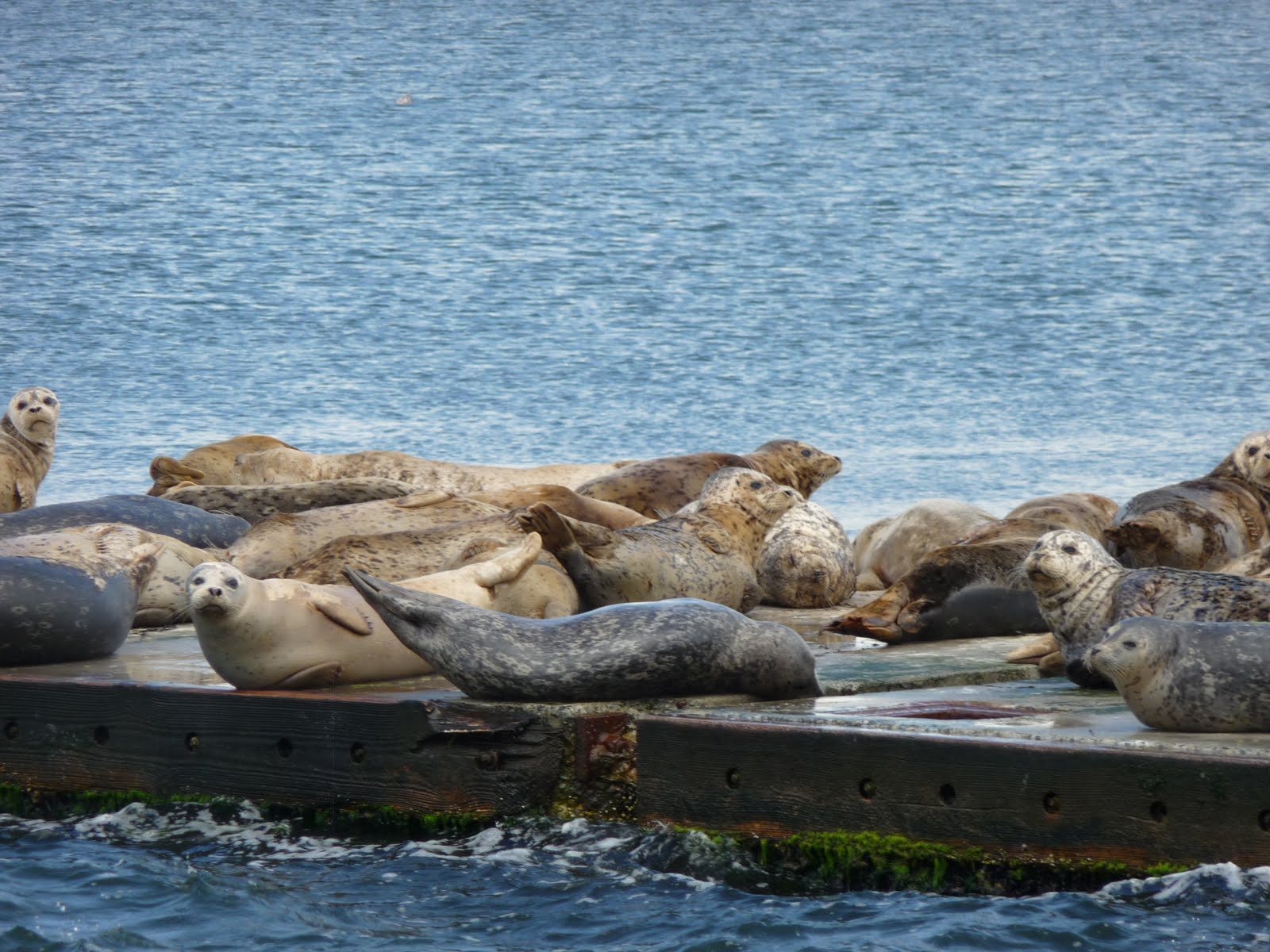 The Wandering Warners: Seniors Seeing the World: A Ferry Ride On The ...