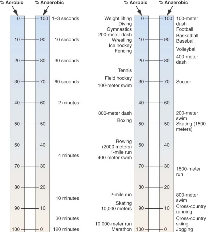 Increasing Anaerobic Energy Requirements | Anaerobic Energy