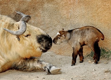 Most Amazing Photos from the World Cultures: What's a Rare Takin?