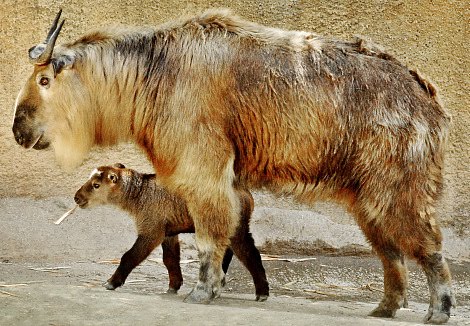 Most Amazing Photos from the World Cultures: What's a Rare Takin?