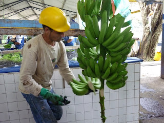 supervicion de fincas bananeras