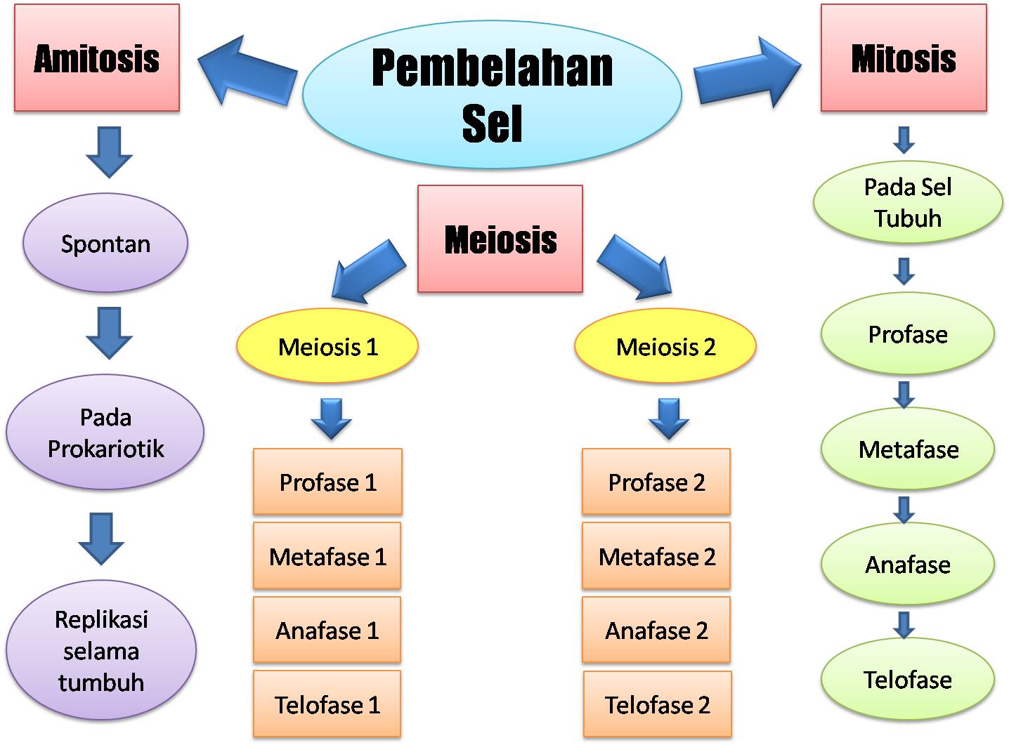 Pembelahan Sel ~ Kuwais