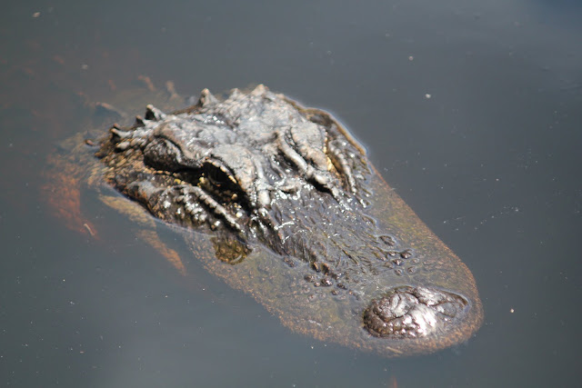 Hancock Photography: Okefenokee Swamp