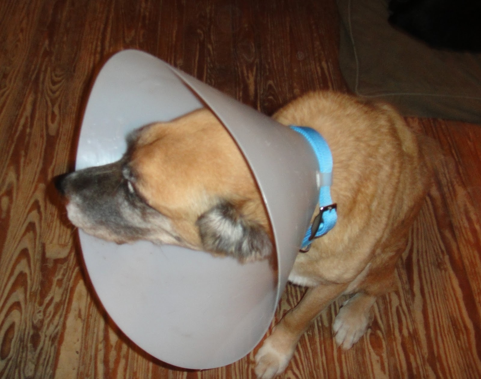 Cone Head On Dog at Christopher Brunell blog