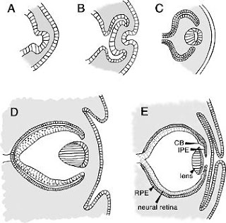 Greg Dale's histology blog: The Iris: Introduction
