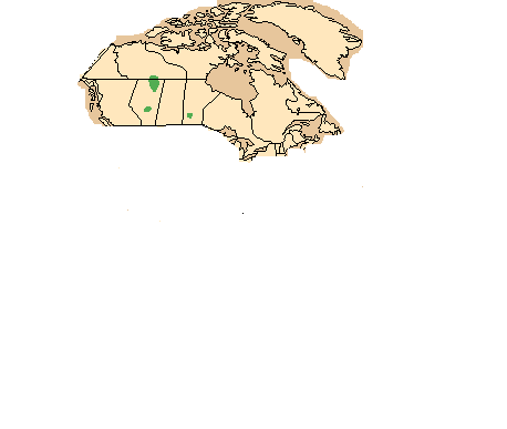 BISON!: Bison live mostly in Alberta, but also in Northwest Territories ...