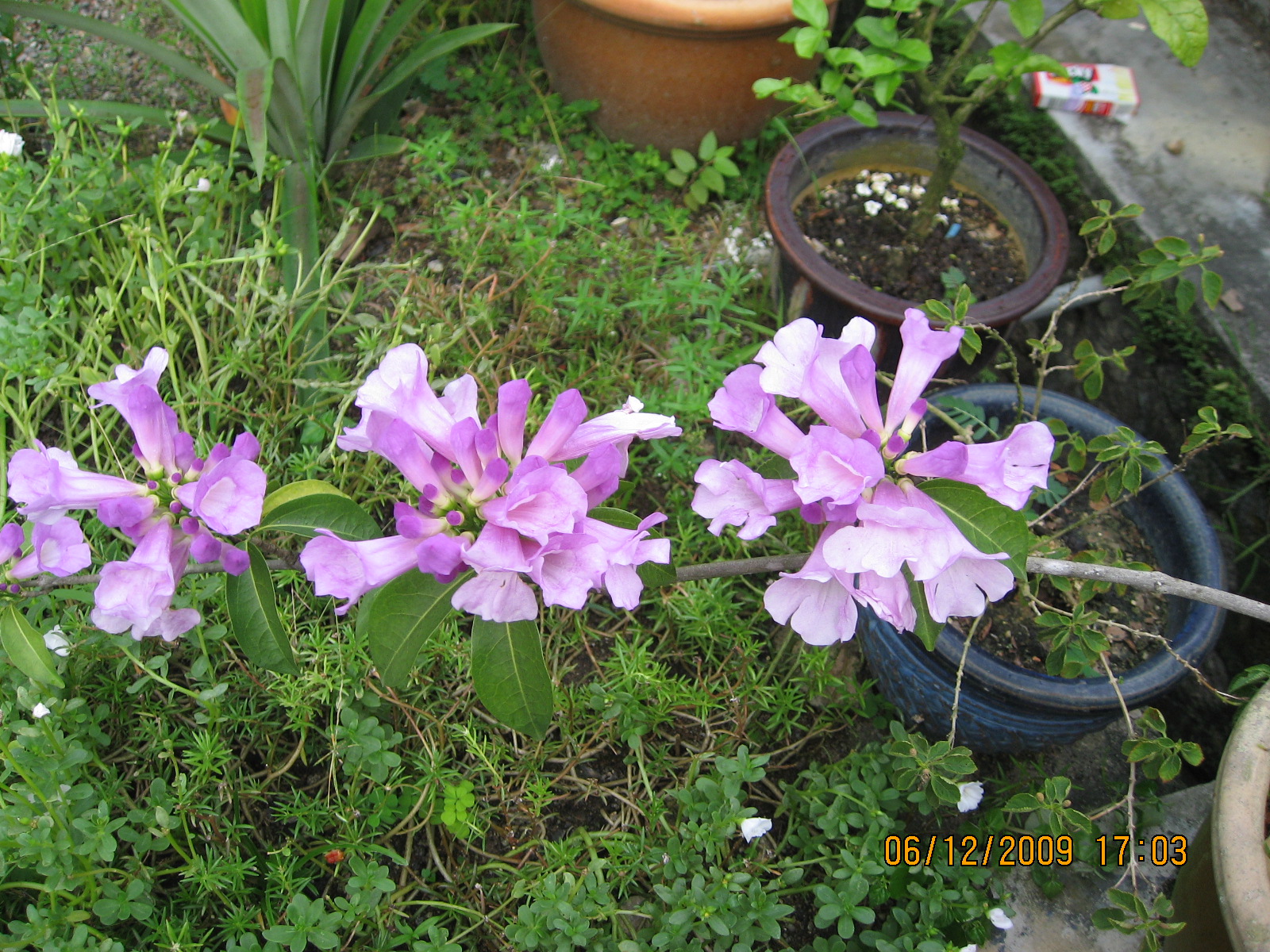 SweetieSaQi: GINGER VINE