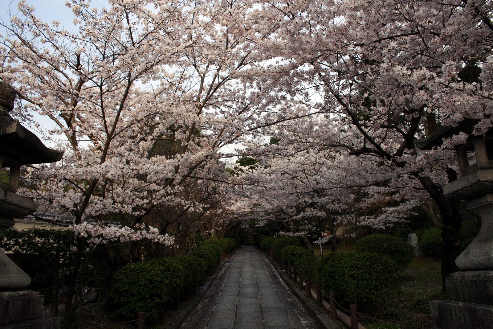 Framing Japan: Sakura Sakura