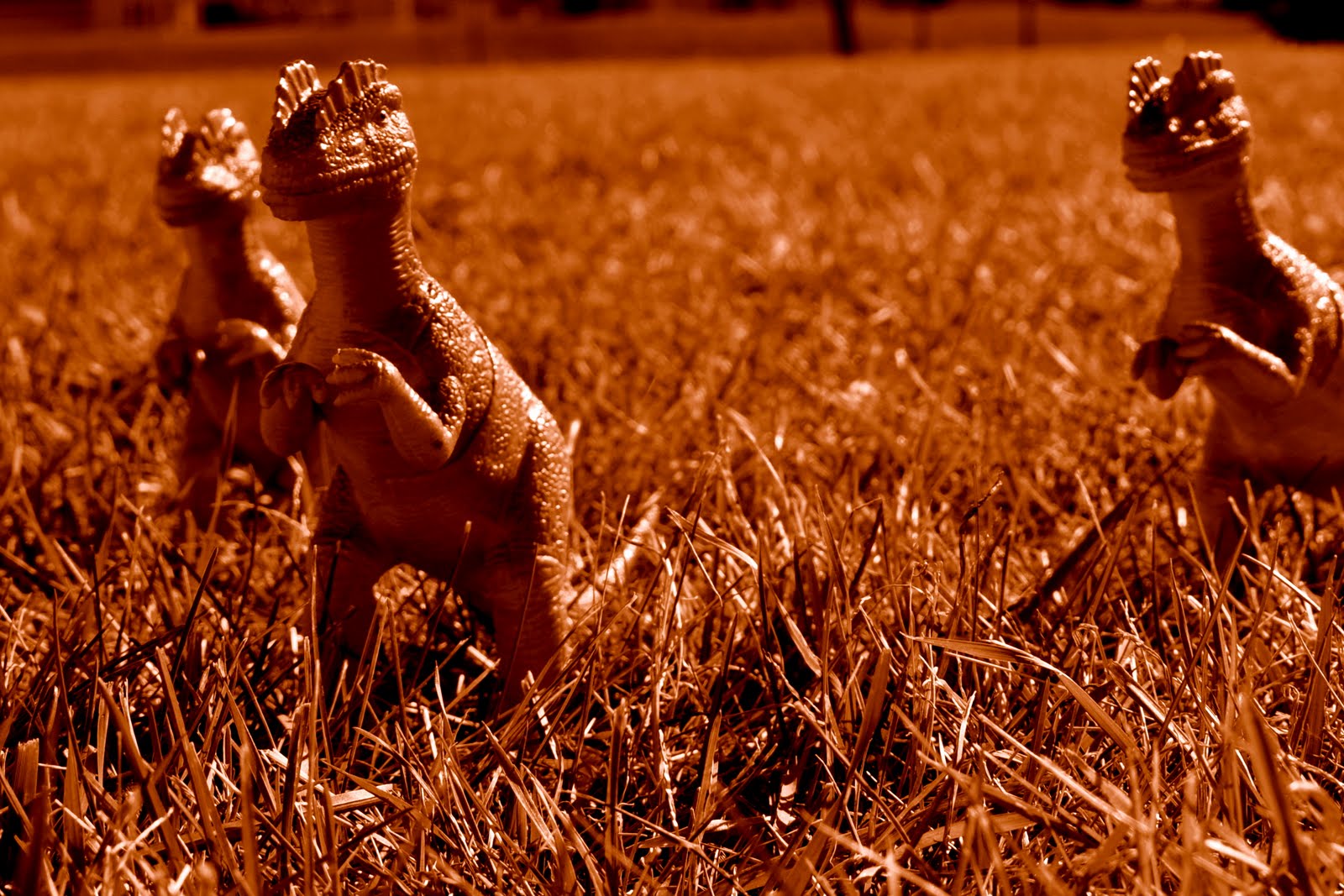 Falconhawk Photography: Hunting Raptors