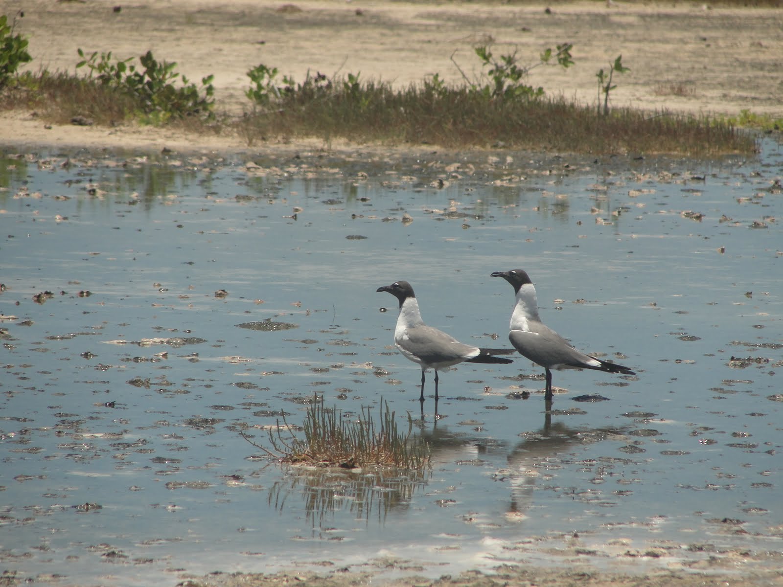 Ben & Ev - The BVI Experience: Anegada - One flat island
