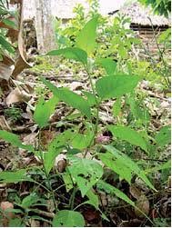 singamochila
