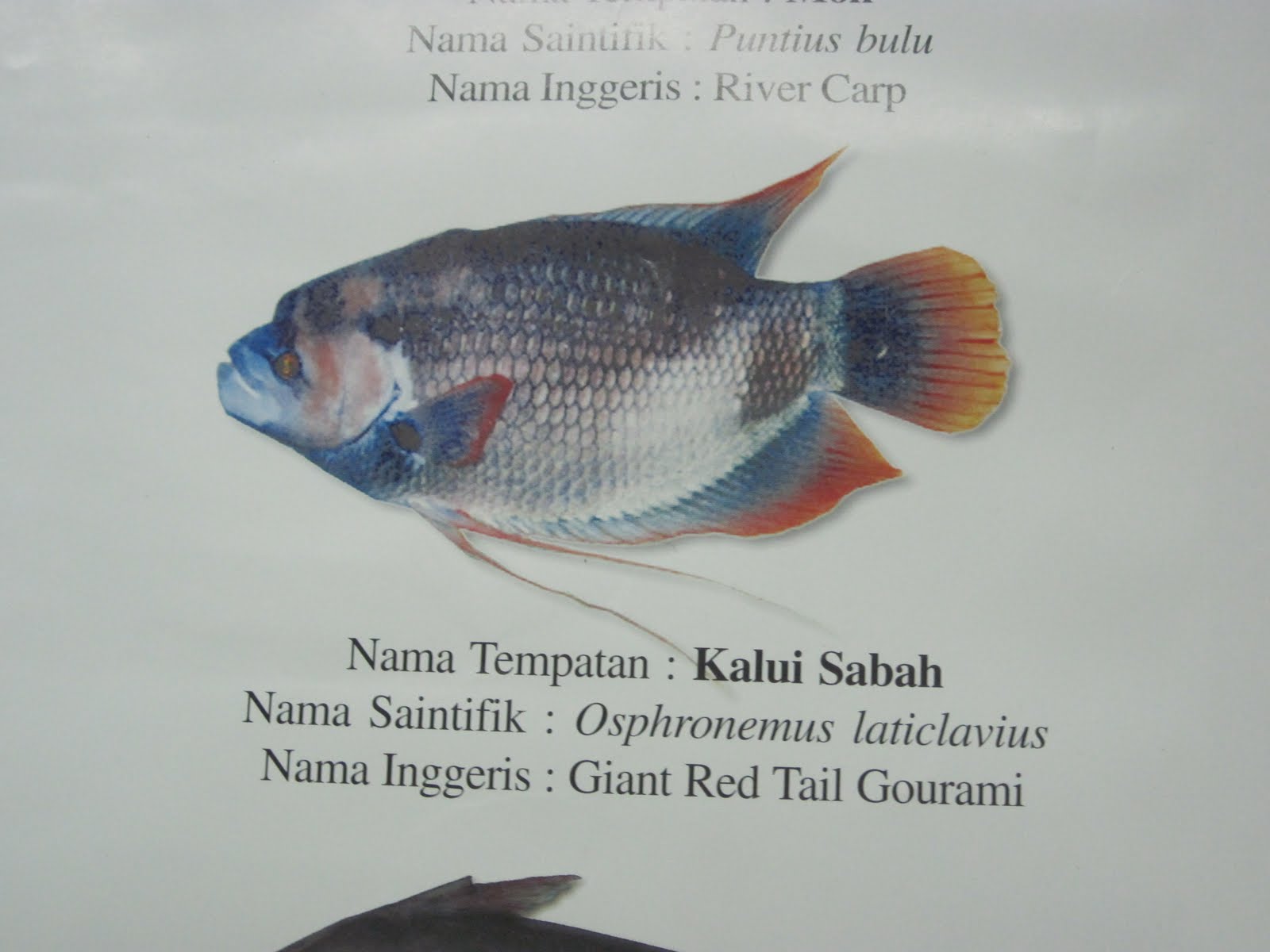 TROPICAL BORNEO HERBS