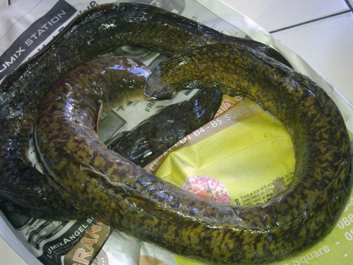 TROPICAL BORNEO HERBS: Sinsilog, Hinava om Lihing of North Borneo