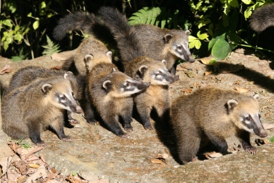 Mundo animal: O quati