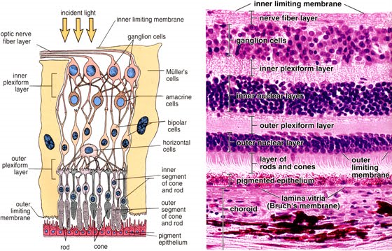 About Eye: STRUKTUR BOLA MATA - RETINA