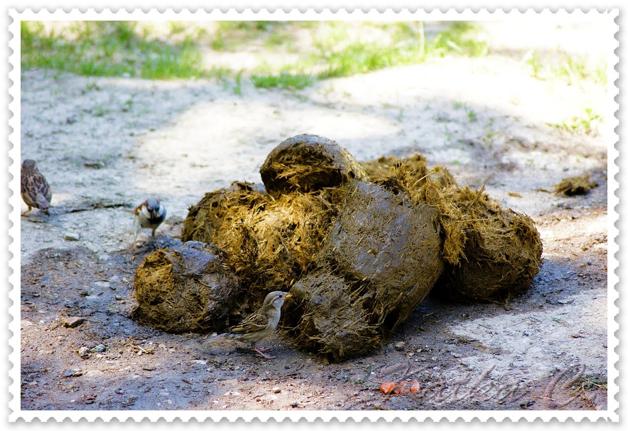 Katka s Nancy - projekt 365 II: 82. - 83. - 84. Den