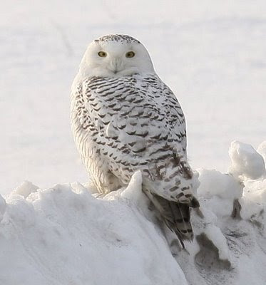 Buhos blancos - Imagui