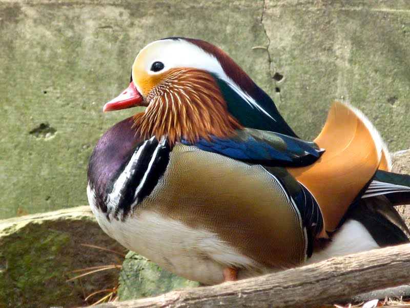 BIRD BIRD PANDA: THE NATIONAL ZOO ~ Popthomology