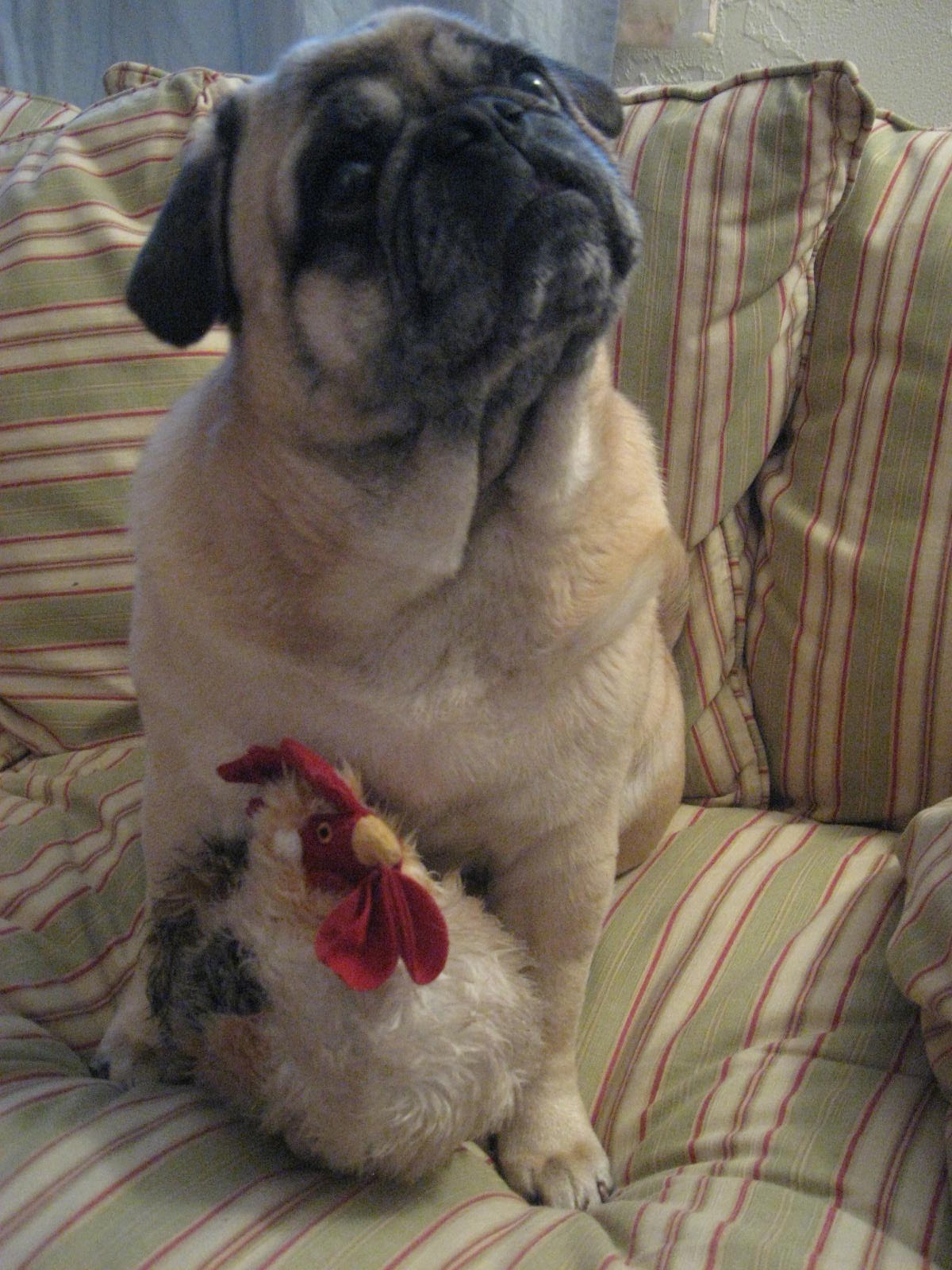 Pugs and Lilacs: Chickens In The Kitchen