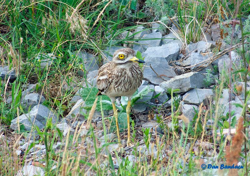 Dan din Delta Dunării: PASAREA OGORULUI SI CARIERA ZEBIL