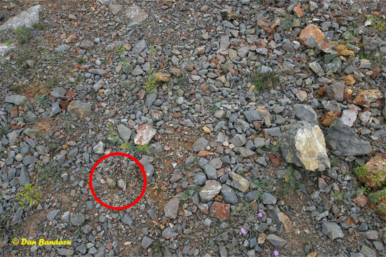 Dan din Delta Dunării: PASAREA OGORULUI SI CARIERA ZEBIL