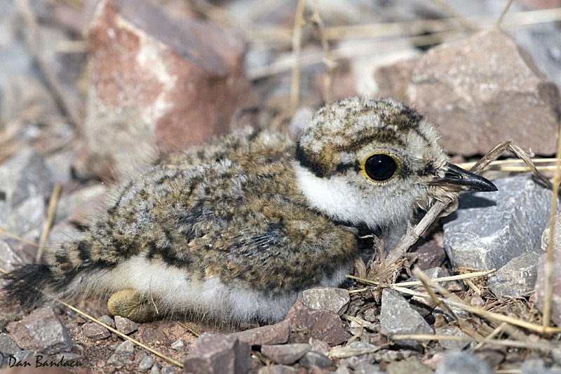 Dan din Delta Dunării: PASAREA OGORULUI SI CARIERA ZEBIL