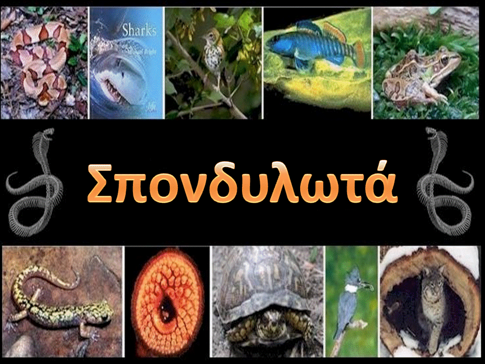 ΧΡΩΜΑΤΟΠΟΙΟΙ: ΑΣΠΟΝΔΥΛΑ - ΣΠΟΝΔΥΛΩΤΑ
