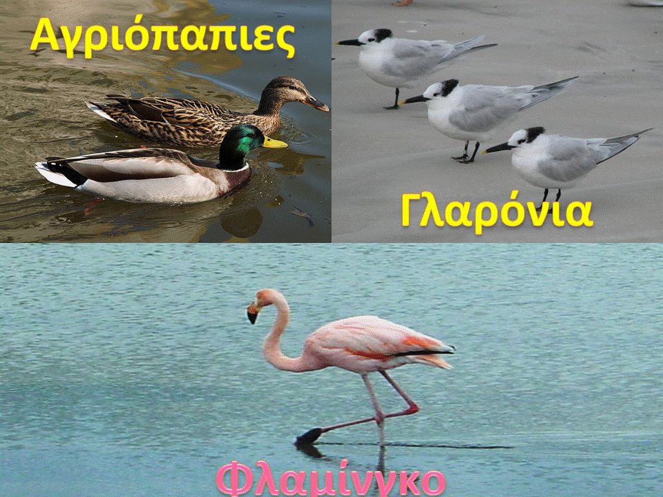 ΧΡΩΜΑΤΟΠΟΙΟΙ: ΑΣΠΟΝΔΥΛΑ - ΣΠΟΝΔΥΛΩΤΑ