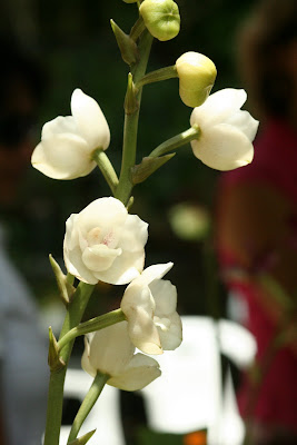 My Chutney Garden: Holy Ghost Orchid